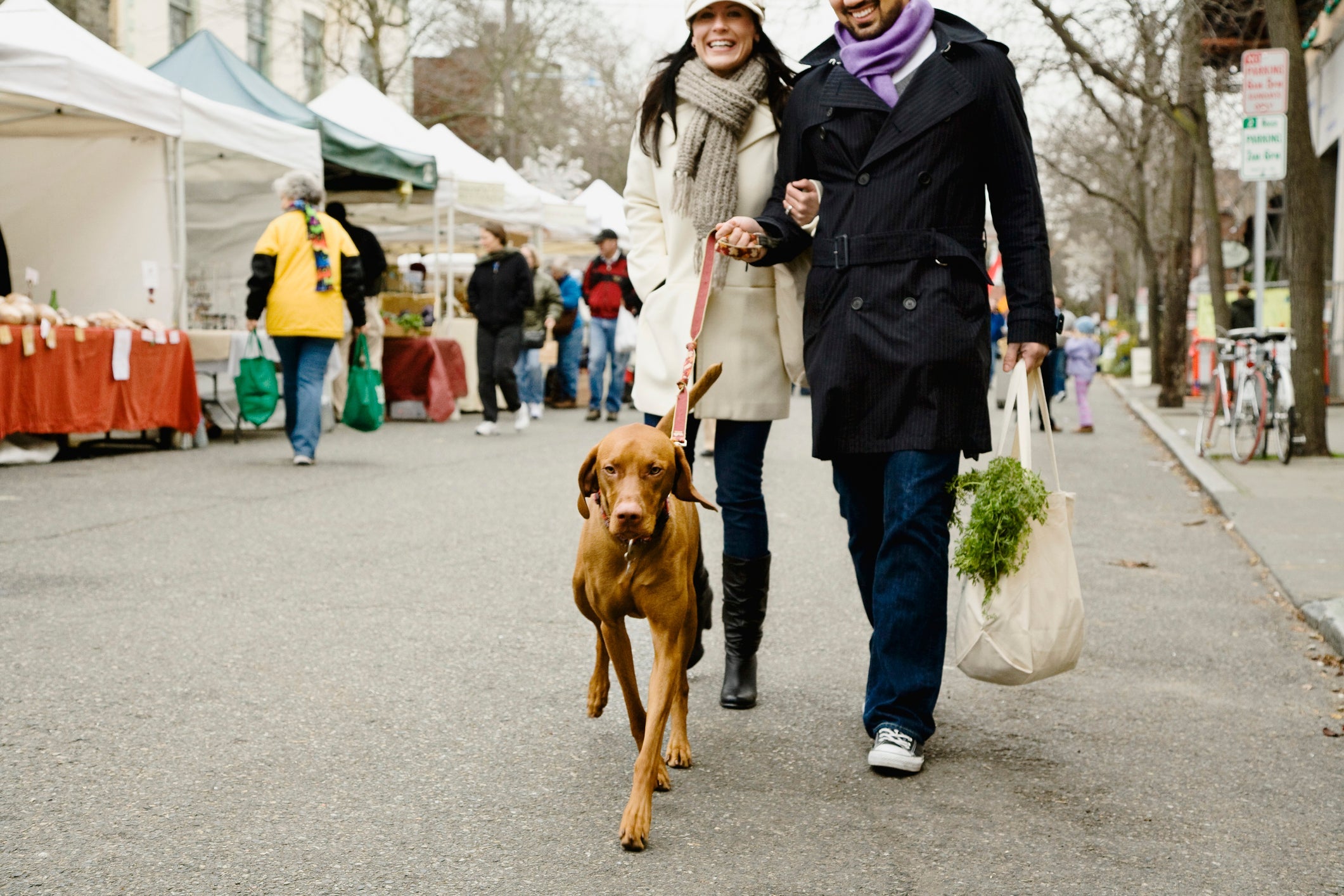 Happy, Healthy New Year! Building Everyday Habits for You, Your Dogs a ...