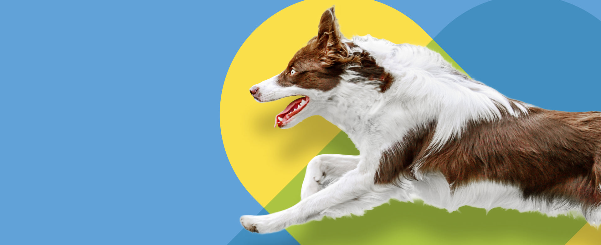 A Strong Heart - Food For Your Pet